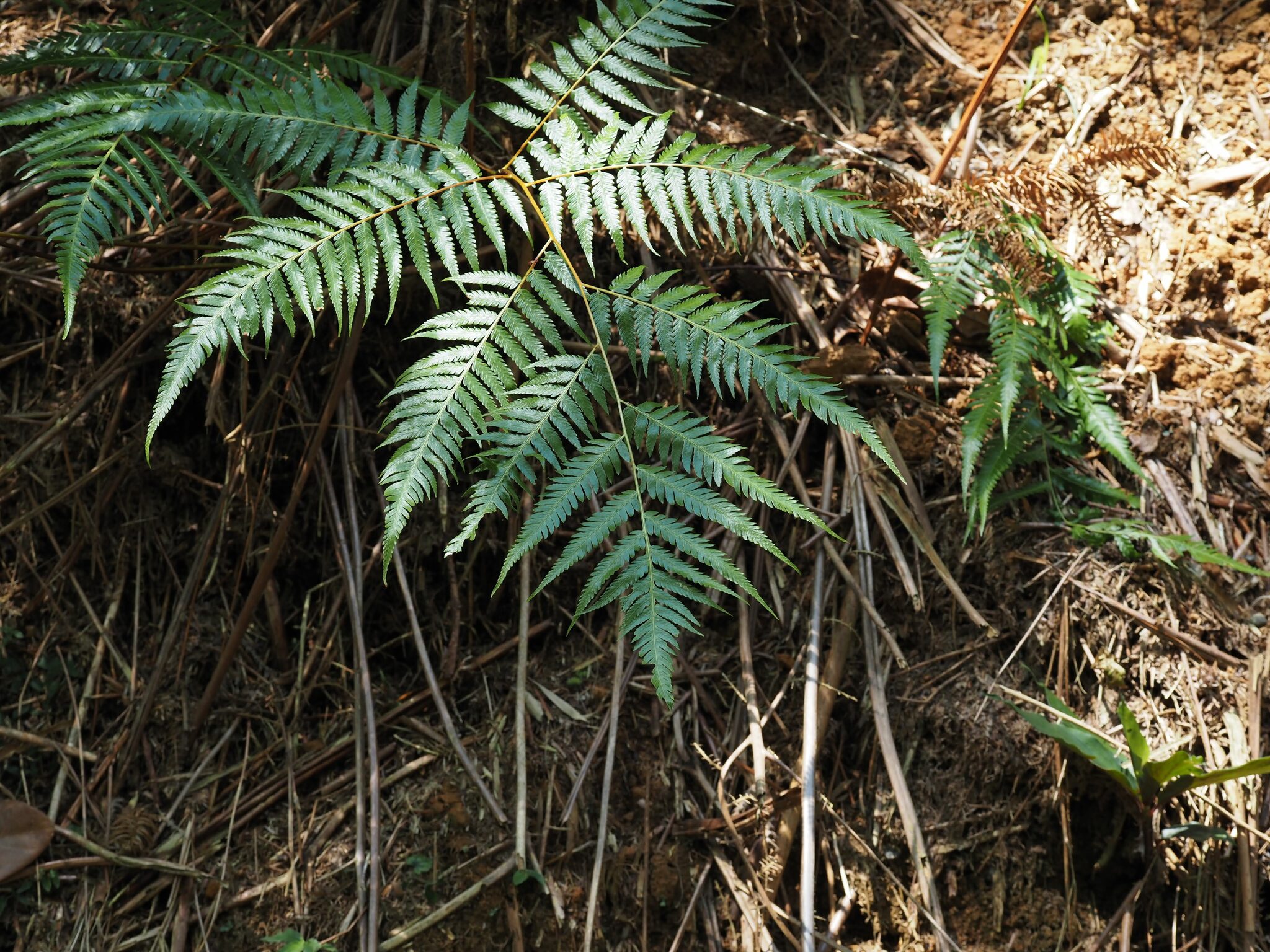 Cibotium barometz (L.) J.Sm.