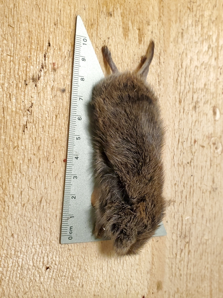 Western Meadow Vole from Knik River, AK, USA on November 11, 2022 by ...