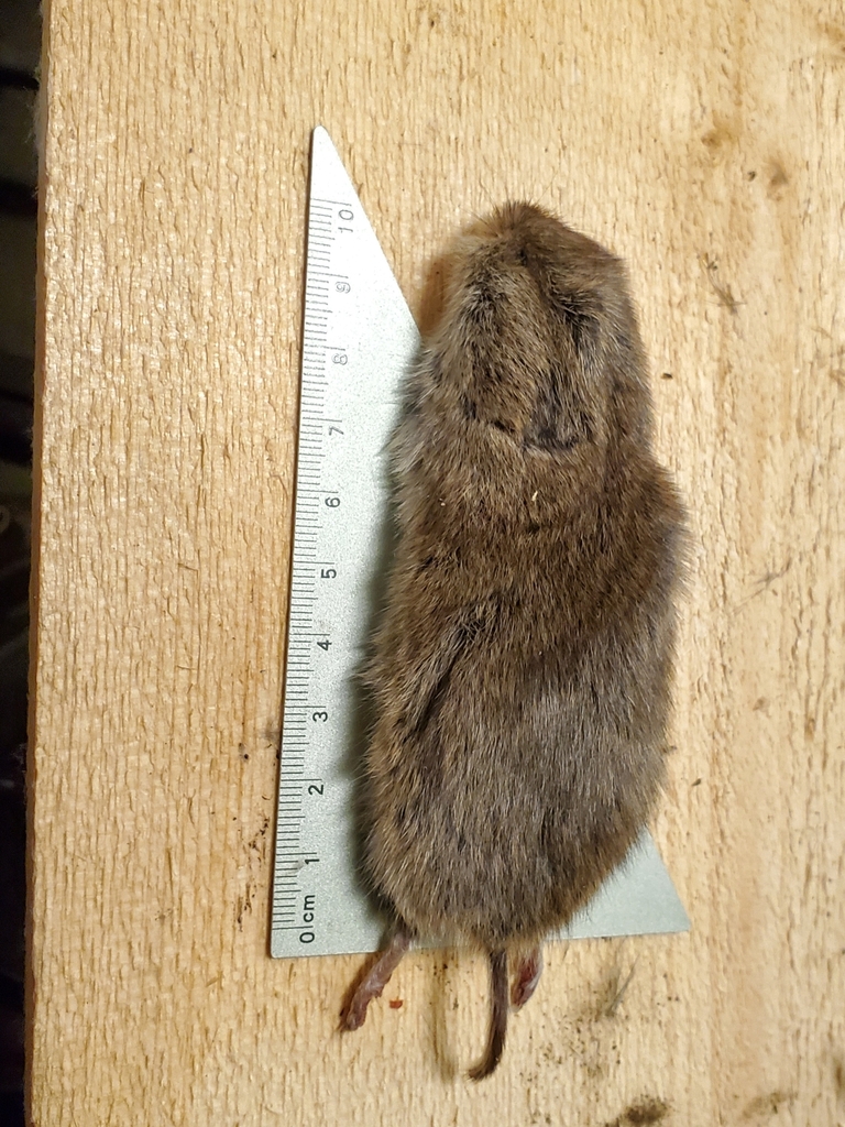 Western Meadow Vole from Knik River, AK, USA on November 11, 2022 by ...