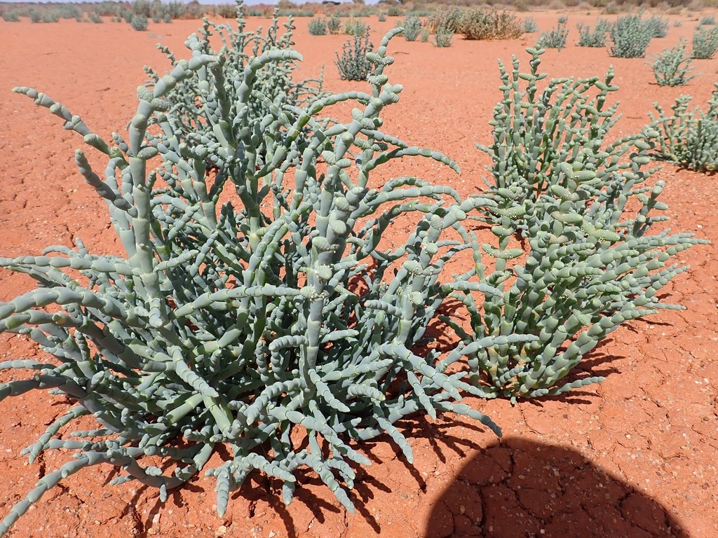 Tecticornia from Paynes Find WA 6612, Australia on November 09, 2022 at ...