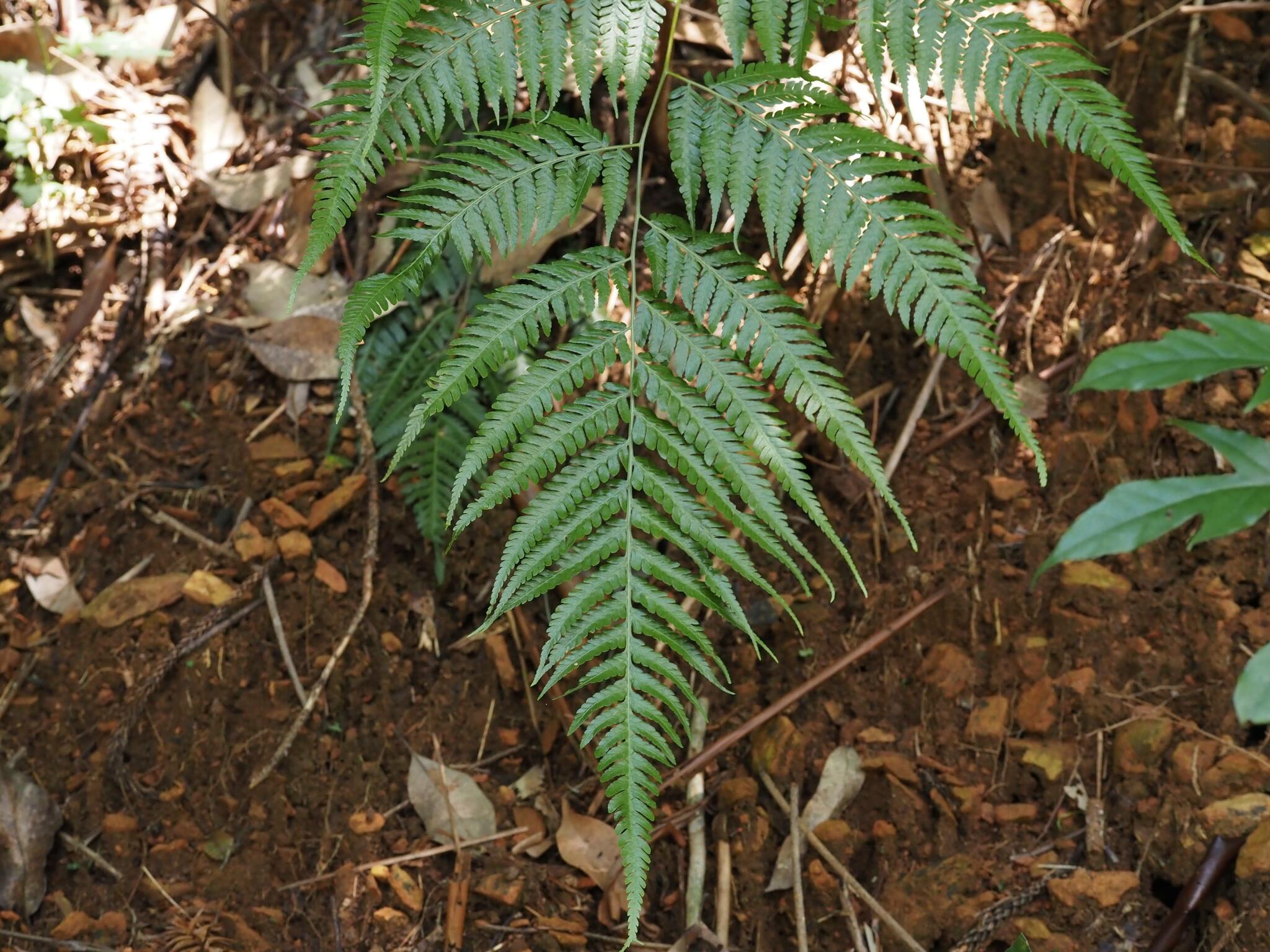 Cibotium barometz (L.) J.Sm.
