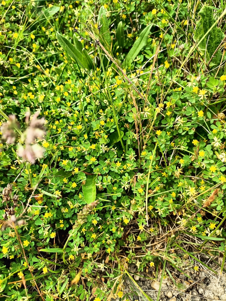 Lesser hop trefoil from Mount Pisa, New Zealand on November 13, 2022 at ...
