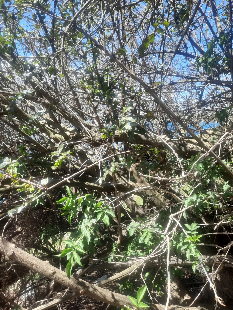 European black elderberry from Lake Coleridge, New Zealand on November ...
