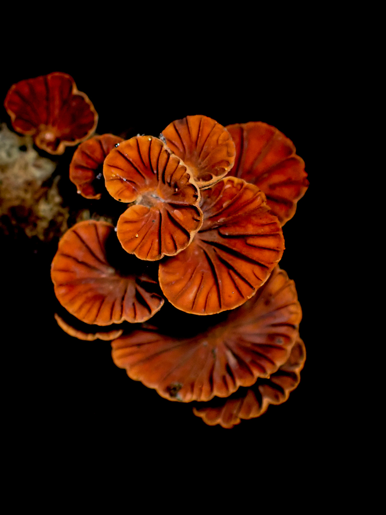 Anthracophyllum archeri from Strickland State Forest, Somersby NSW ...