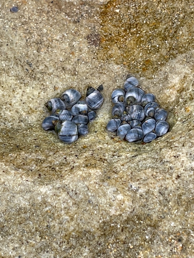 Little Blue Periwinkle from Freshwater Beach, Freshwater, NSW, AU on ...