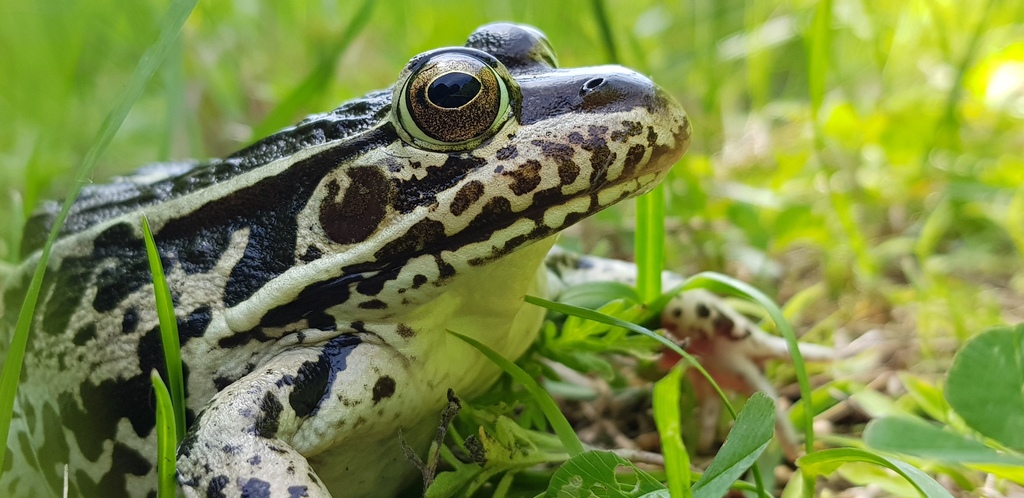 Black-spotted Frog in May 2018 by Amaël Borzée · iNaturalist