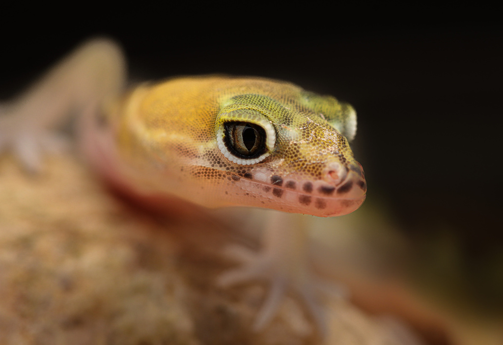 Western Banded Gecko from Organ Pipe Cactus National Monument, Pima ...
