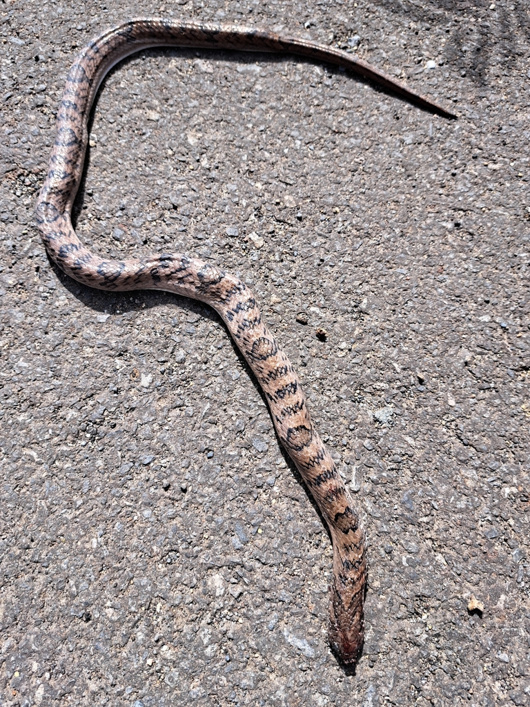 Small-banded Kukri Snake from JFWM+Q9F, Nong Sarai, Pak Chong District ...