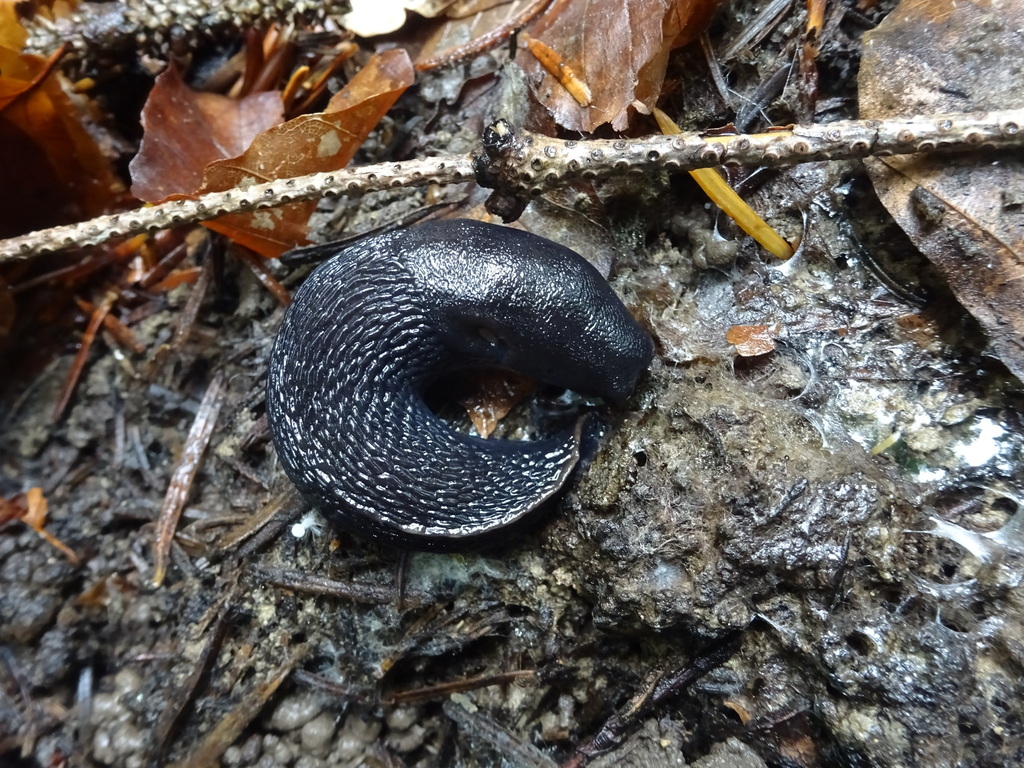 Ash-black Slug from 38380 Saint-Pierre-de-Chartreuse, France on ...