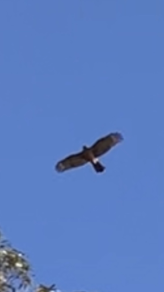 Steppe Buzzard from Longueville Way, Cape Town, WC, ZA on November 13 ...