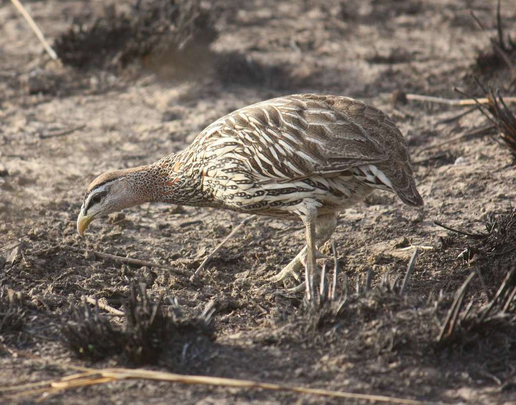 Double-spurred Spurfowl from Pendjari on January 23, 2011 at 08:38 AM ...