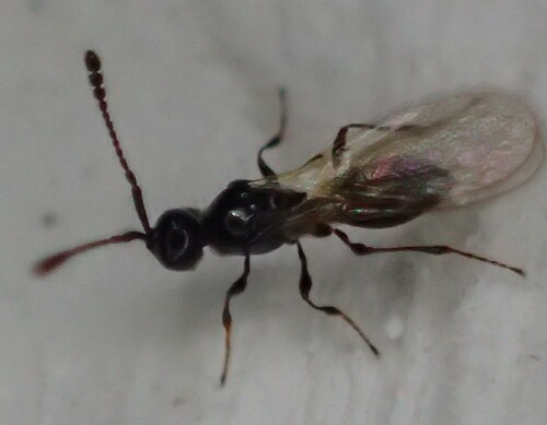 Trichopria oogaster · iNaturalist United Kingdom