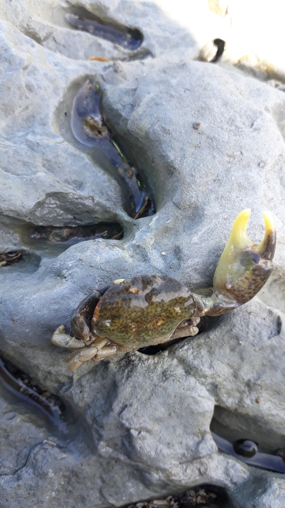 Big Hand Crab from Kaikōura Peninsula, Kaikōura 7300, New Zealand on ...