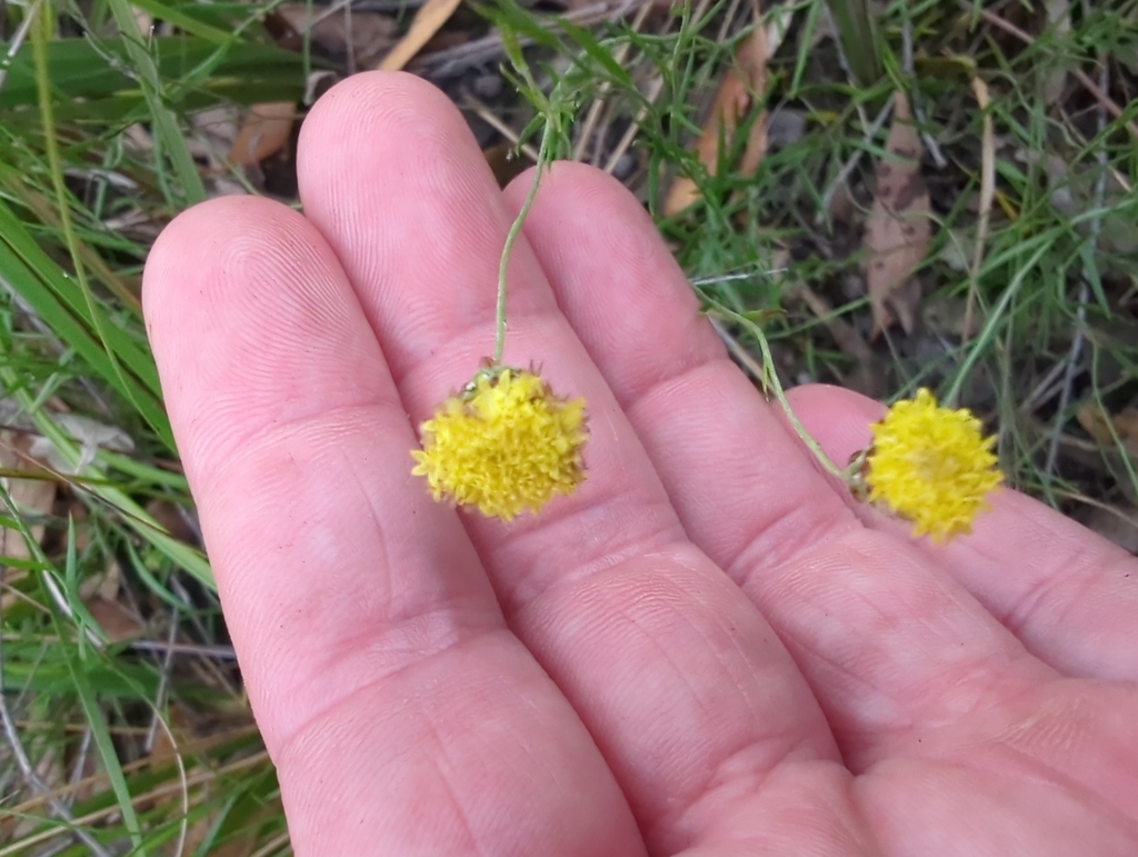 Leptorhynchos elongatus from Alberton West VIC 3971, Australia on ...