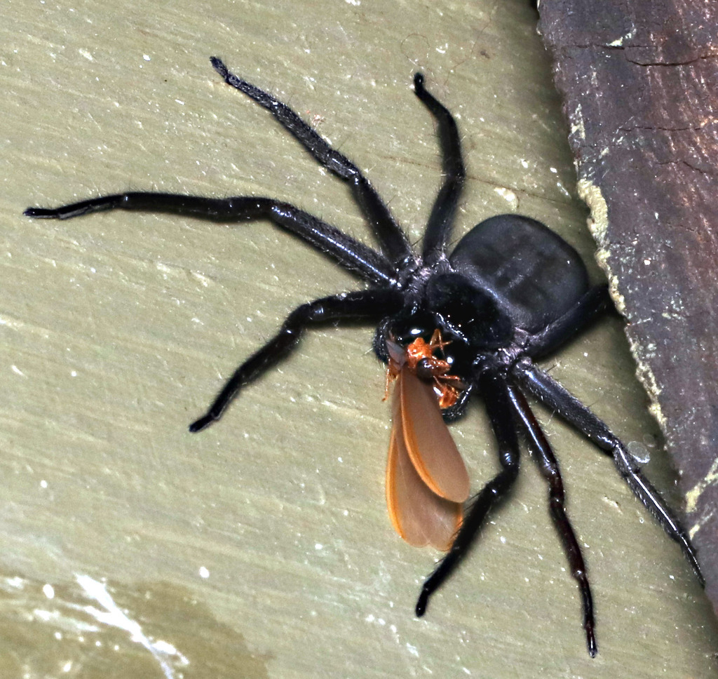 Scorpion Flat Spiders in October 2022 by juliegraham173 · iNaturalist