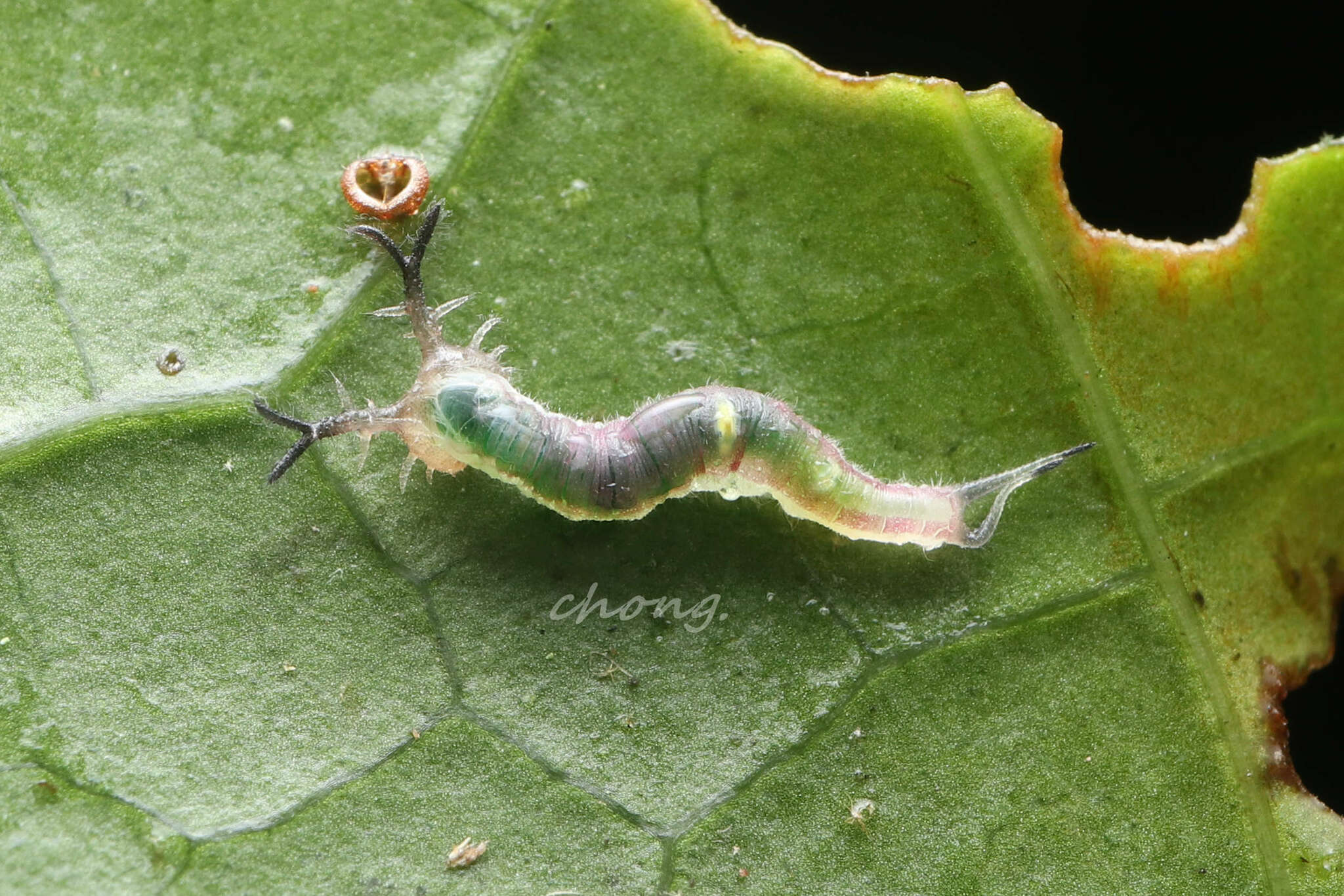 Herona marathus Doubleday, 1848