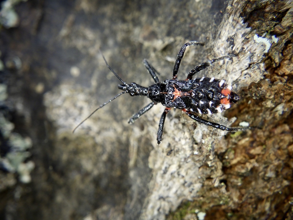 Japanese Assassin Bug from 泉源寺, 舞鶴市, 京都府, JP on November 13, 2022 at 09 ...
