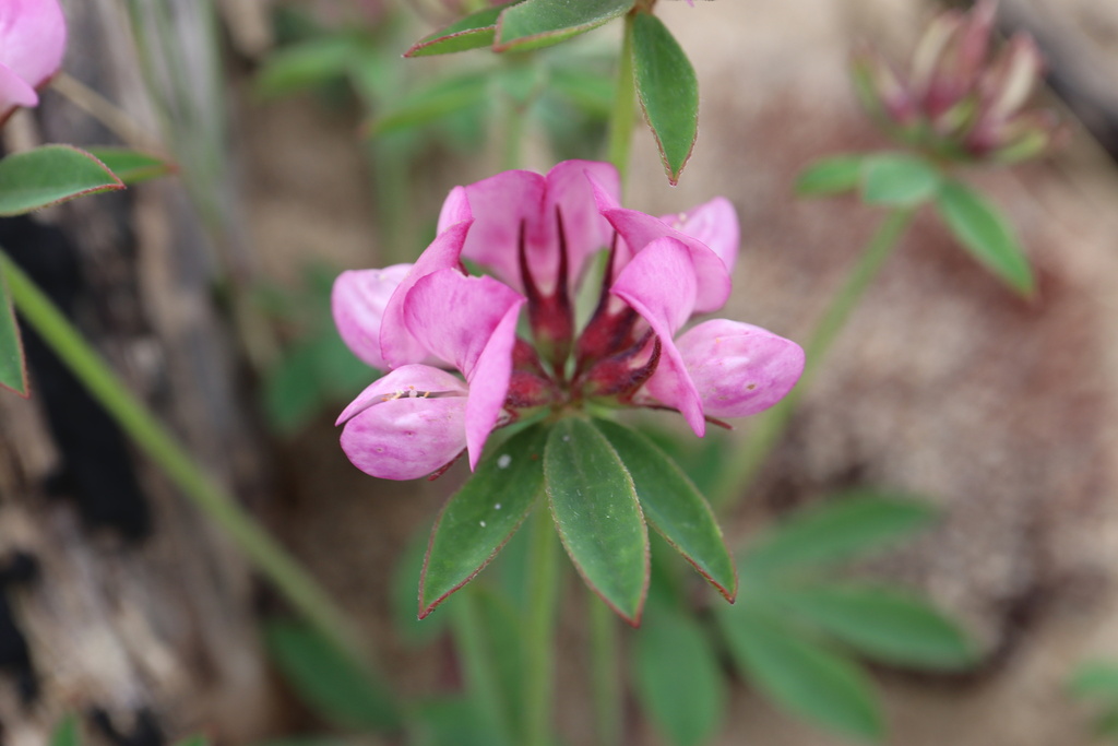 austral trefoil from Buckley Park Foreshore Reserve, Ocean Grove, VIC ...