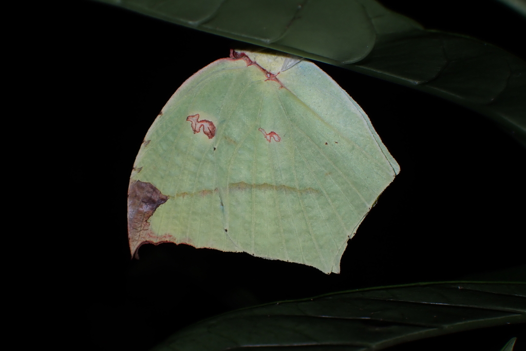 Tailed Sulphur in October 2022 by Yui Hong Chiu · iNaturalist