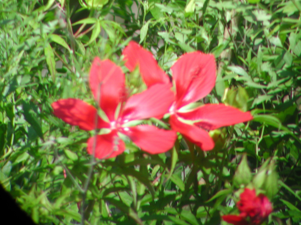 Scarlet Rosemallow from Driftwood, Mobile, AL 36605, USA on July 28 ...