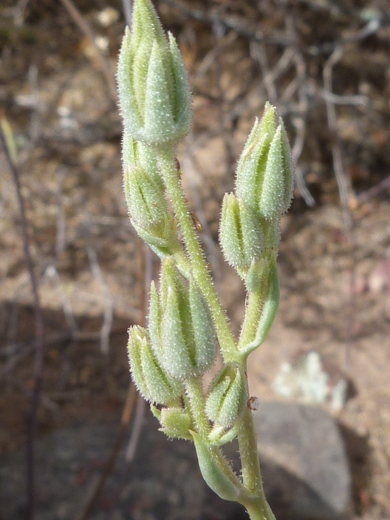 Nanta Butterbush from Hawerland Farm, West Coast, Western Cape, South ...