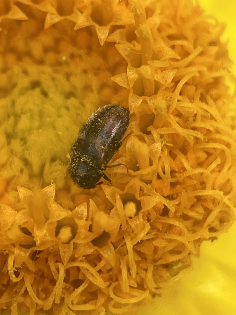 Trogoderma from Frankston South, VIC, AU on November 13, 2022 at 12:56 ...