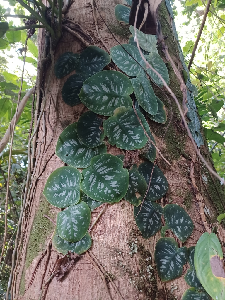 Monstera tuberculata brevinoda from Limón, CR-LI, CR on September 17 ...
