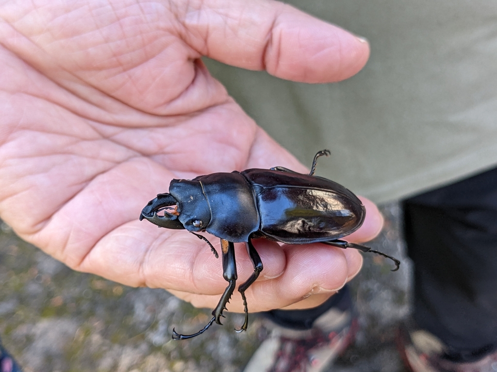 Neolucanus maximus vendli from 14-3, 尖石鄉新竹縣台灣 313 on November 12, 2022 ...