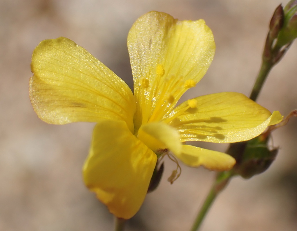 Half-mast Flax from Uniondale Circuit, South Cape DC, South Africa on ...