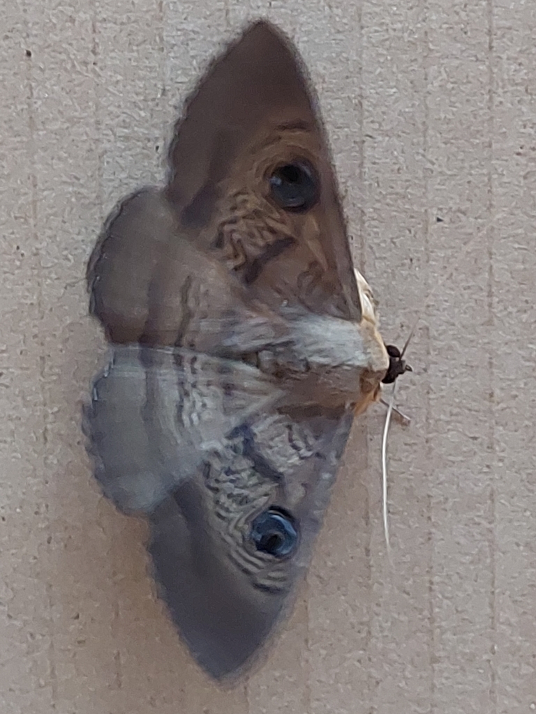 Southern Moon Moth from Woodside Beach VIC 3874, Australia on November ...