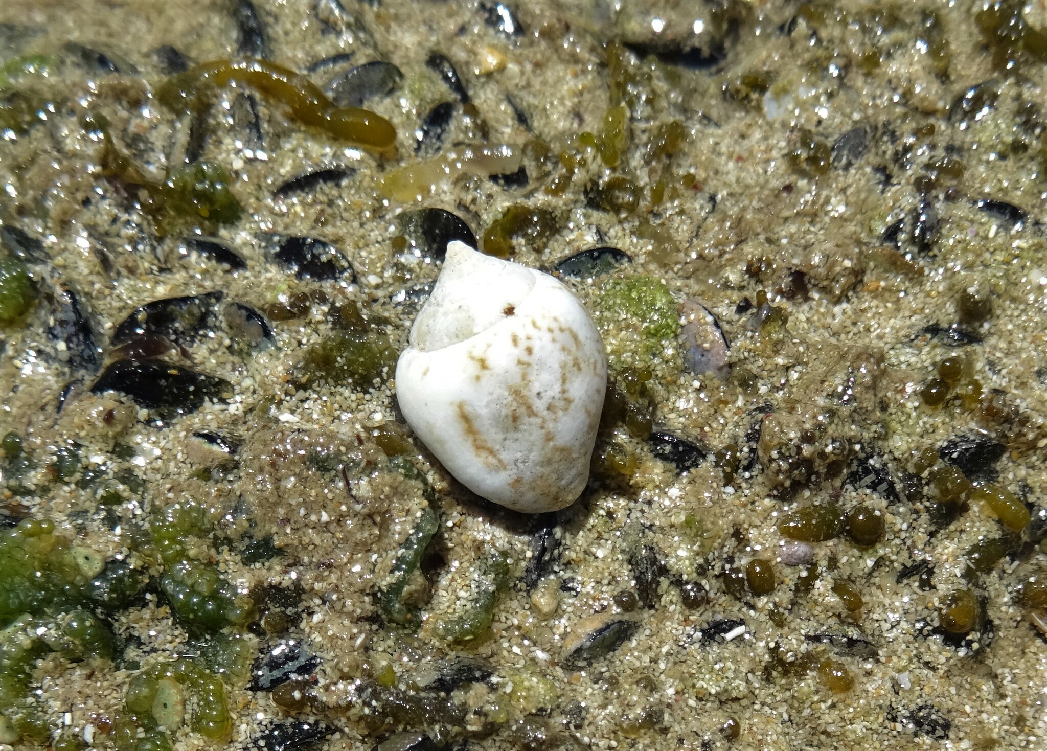 Euplica turturina (Lamarck, 1822)