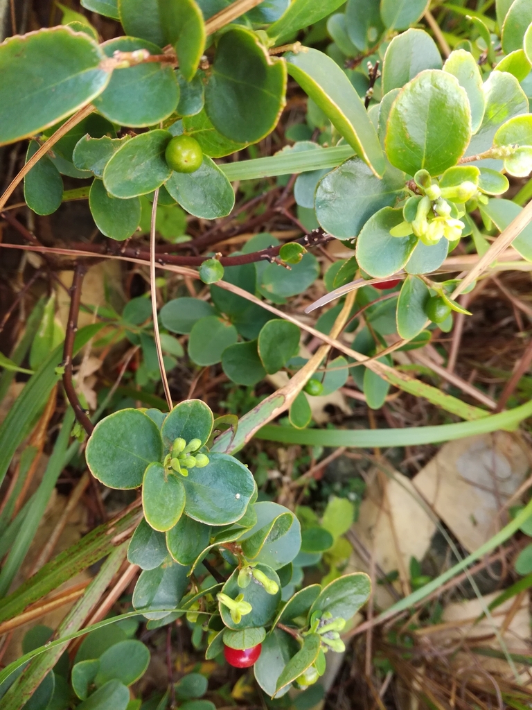 Wikstroemia from Taiwan on November 13, 2022 at 03:18 PM by langzi ...