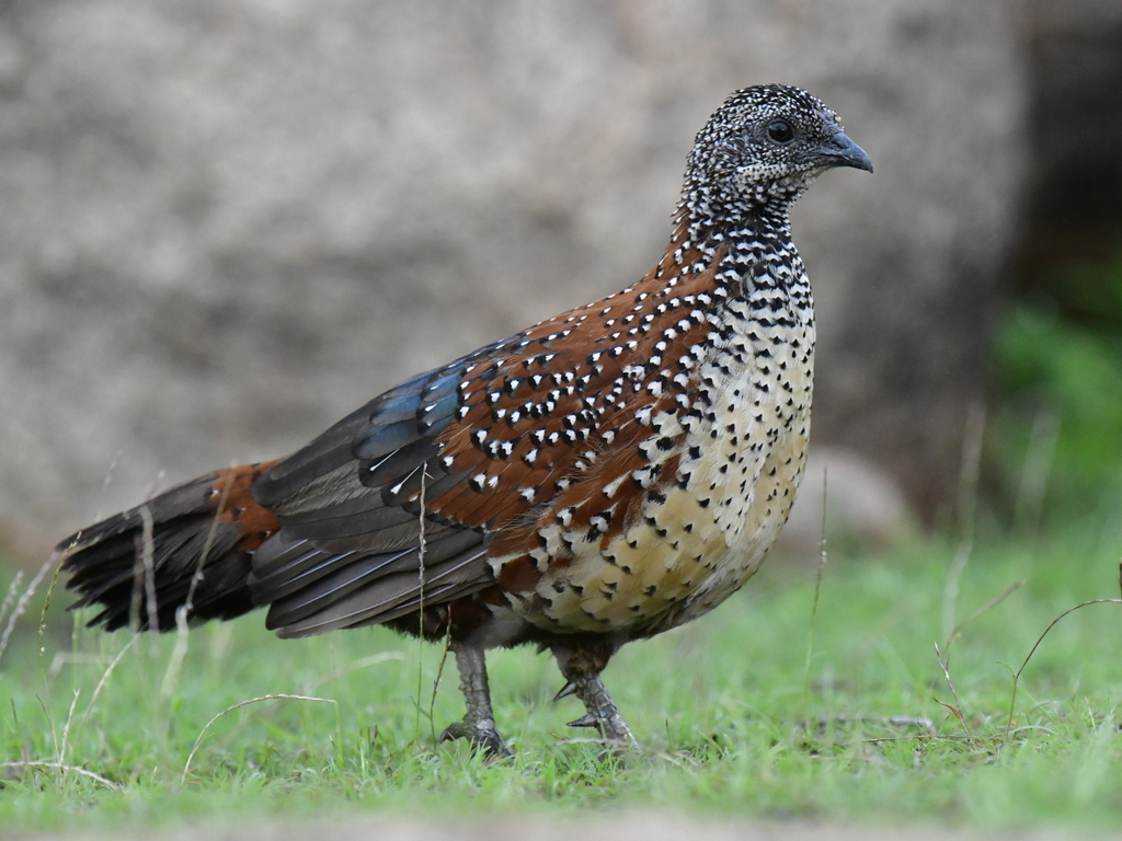 Painted Spurfowl (BIRDS OF ACHANAKMAR TIGER RESERVE CHHATTISGARH ...
