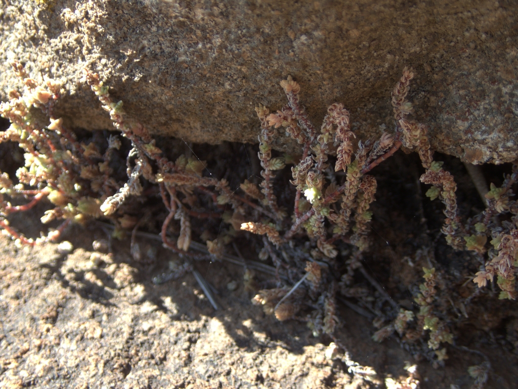 Crassula lanceolata lanceolata from Sekhukhune District Municipality ...