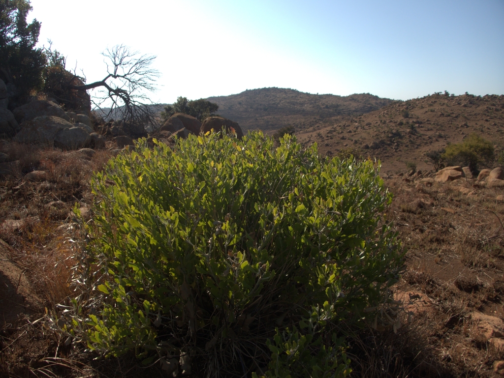 Bietou from Sekhukhune, Limpopo, South Africa on July 26, 2022 at 09:46 ...