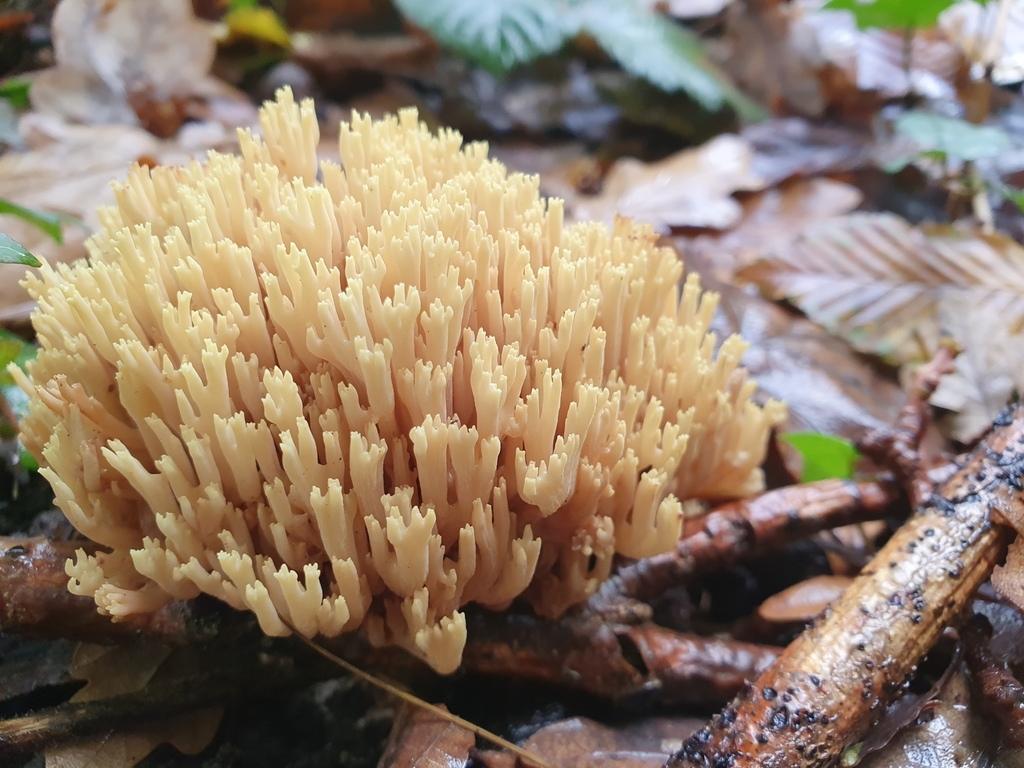 Upright Coral Fungus from Englefield Green, UK on October 23, 2022 at ...