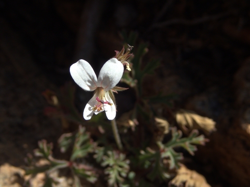 Photo 243151266, (c) Christien Steyn, some rights reserved (CC BY-NC-ND ...