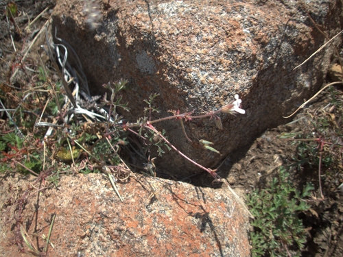 Photo 243151274, (c) Christien Steyn, some rights reserved (CC BY-NC-ND ...