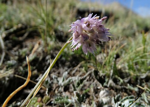 Allium prostratum · iNaturalist Ecuador
