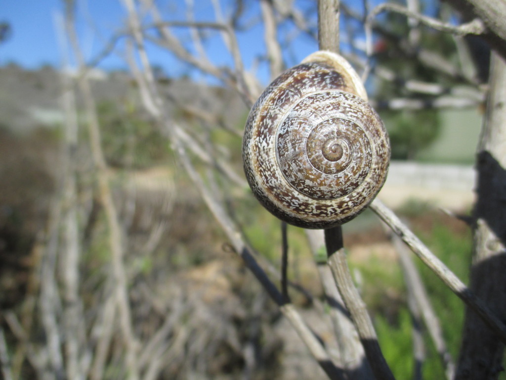 Milk Snail (Snails and Slugs from Los Angeles County (SLIME project ...