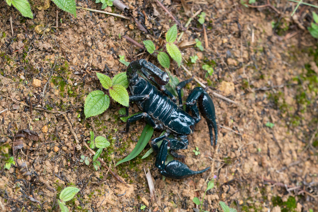 Giant Blue Scorpion from Bukit Tinggi, 28750 Bentong, Pahang, Malaysia ...