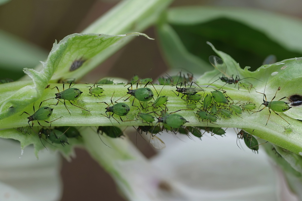Japanese Vetch Aphid from Ocean Grove VIC 3226, Australia on November ...