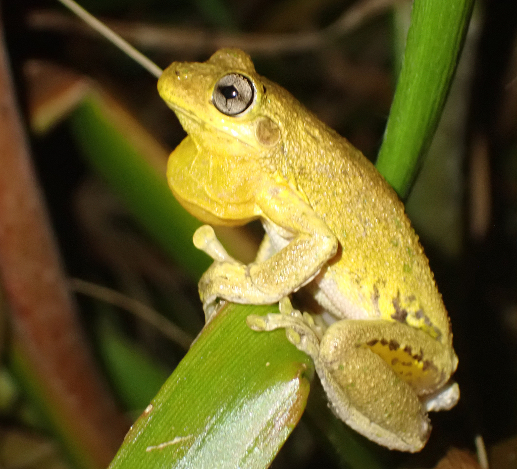 Tyler's Tree Frog from Enoggera Reservoir QLD 4520, Australia on ...