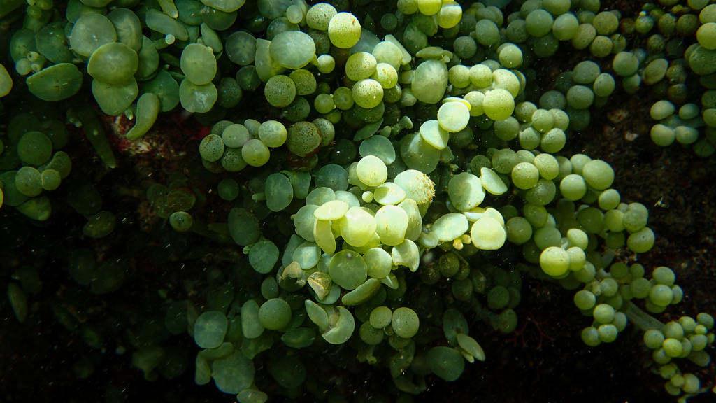 Sea Grapes from Mangilao, Guam on September 28, 2022 at 12:42 PM by ...