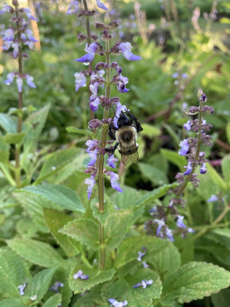 Common Eastern Bumble Bee from Cody Bluffs Rd, Babson Park, FL, US on ...