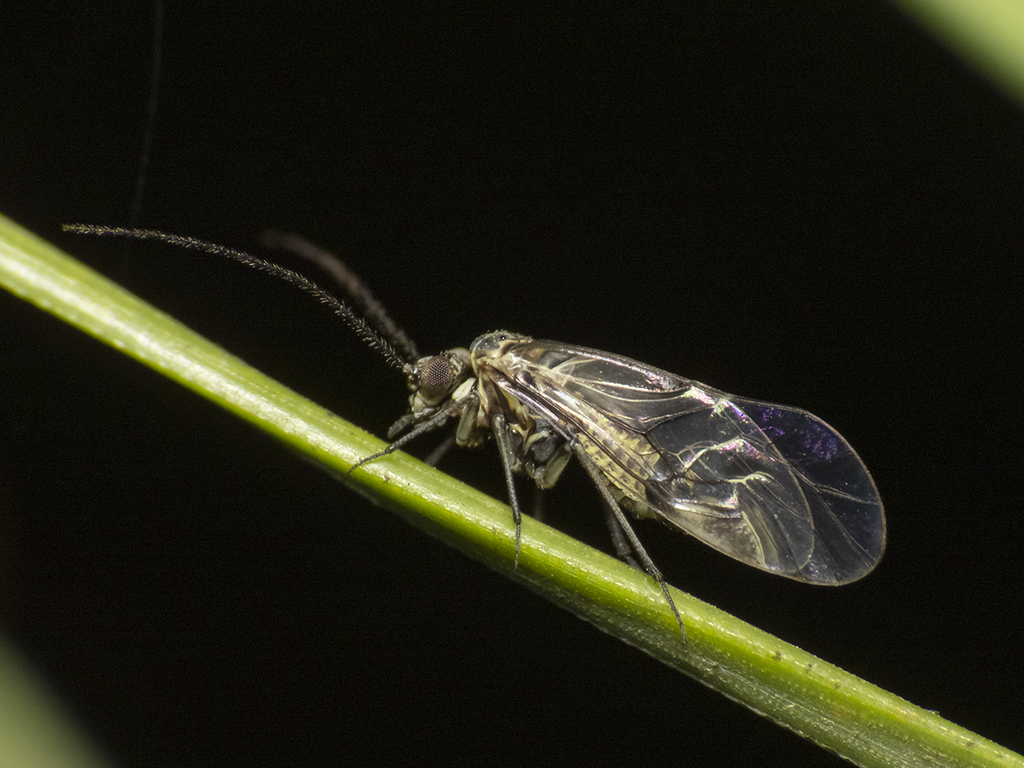Barklice, Booklice, and Parasitic Lice from Linares, Maule, Chile on ...