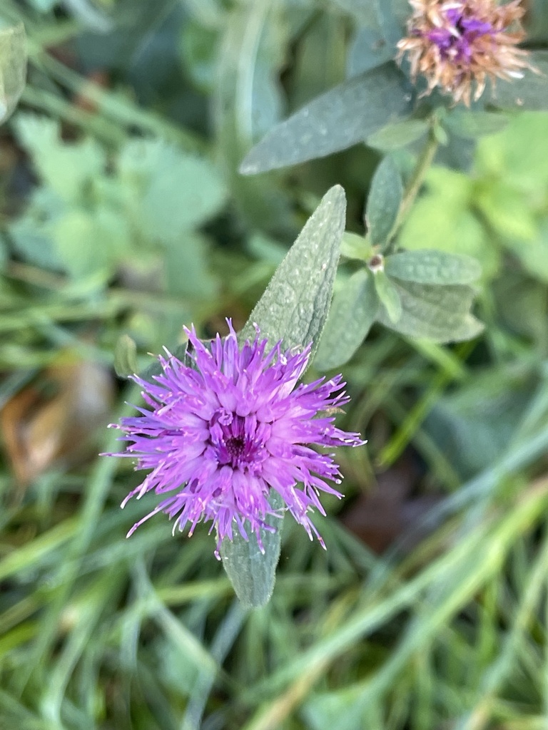 knapweeds from Little Altcar, Liverpool, England, GB on November 13 ...