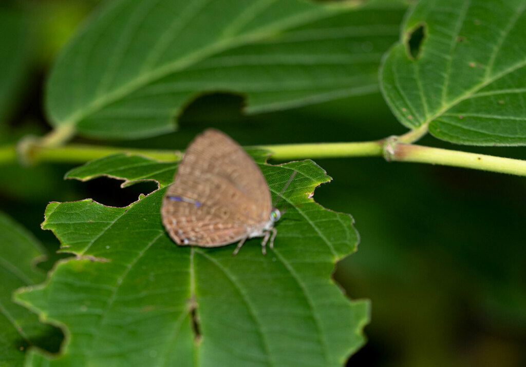 Major Yellow Oakblue from Bukit Tinggi, 28750 Bentong, Pahang, Malaysia ...
