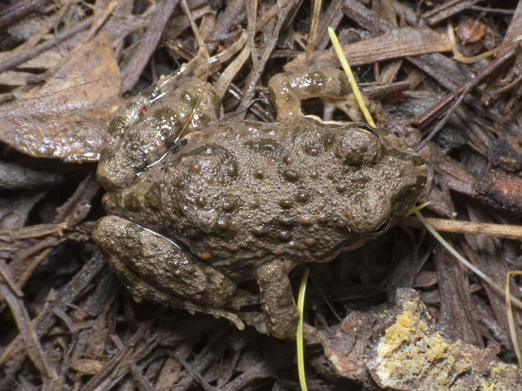 Chilean Four-eyed Frog from Linares, Maule, Chile on May 9, 2022 at 03: ...