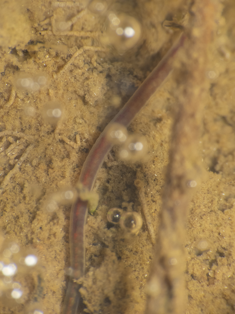 Naidid Worms from Linares, Maule, Chile on May 11, 2022 at 10:31 PM by ...